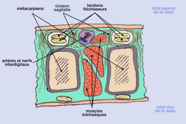 Aponévrose palmaire main, anatomie des fibres et chiasmas fibreux | Pr ...